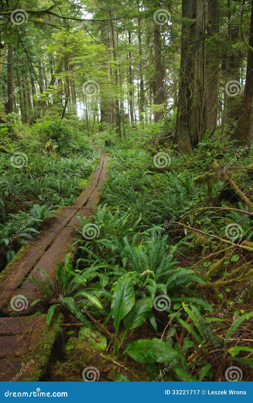 Path in Temperate Rainforest Stock Image - Image of giant, hiking: 33221717