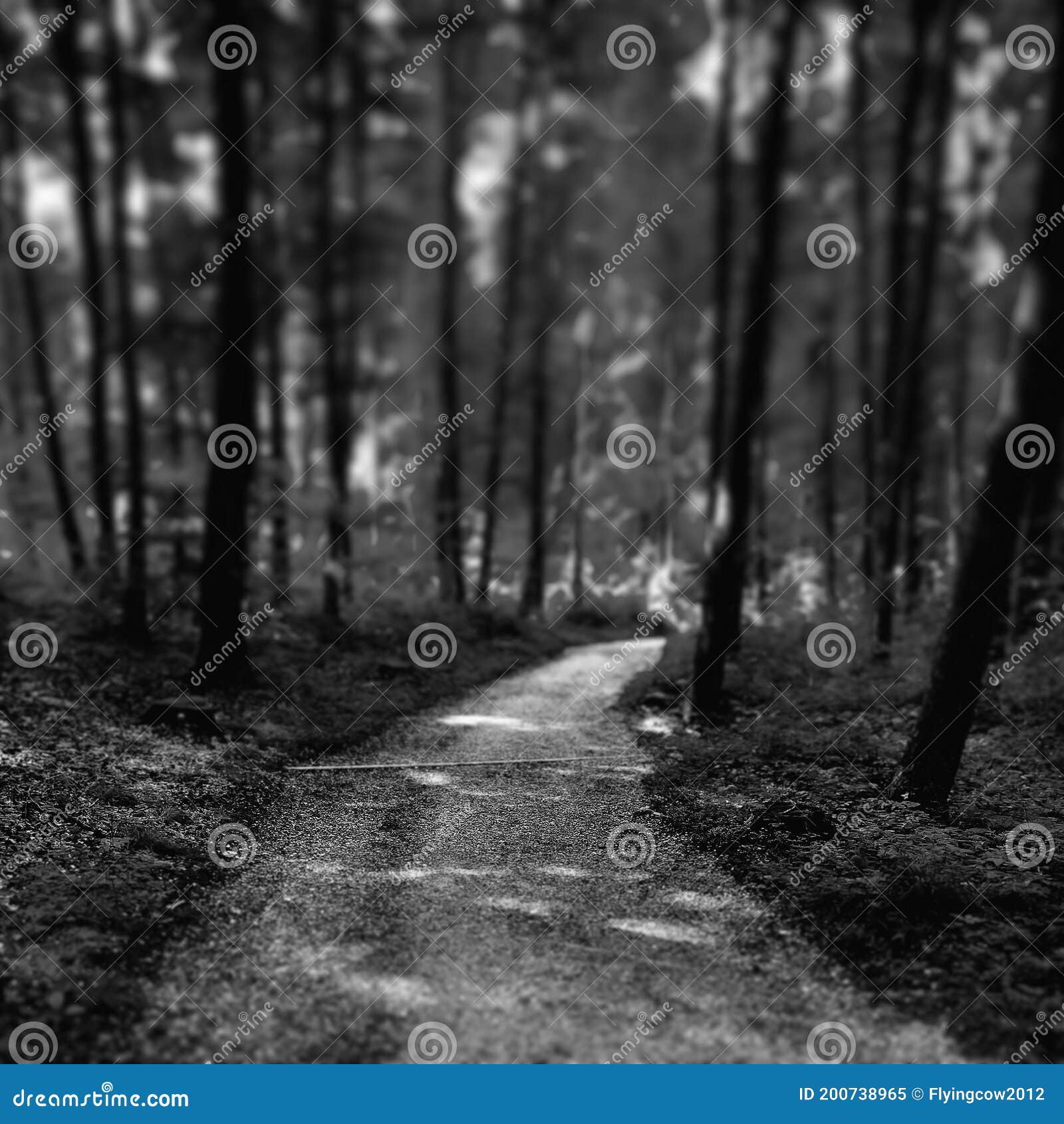 Path in the Thick Forest in Black and White Stock Image - Image of ...