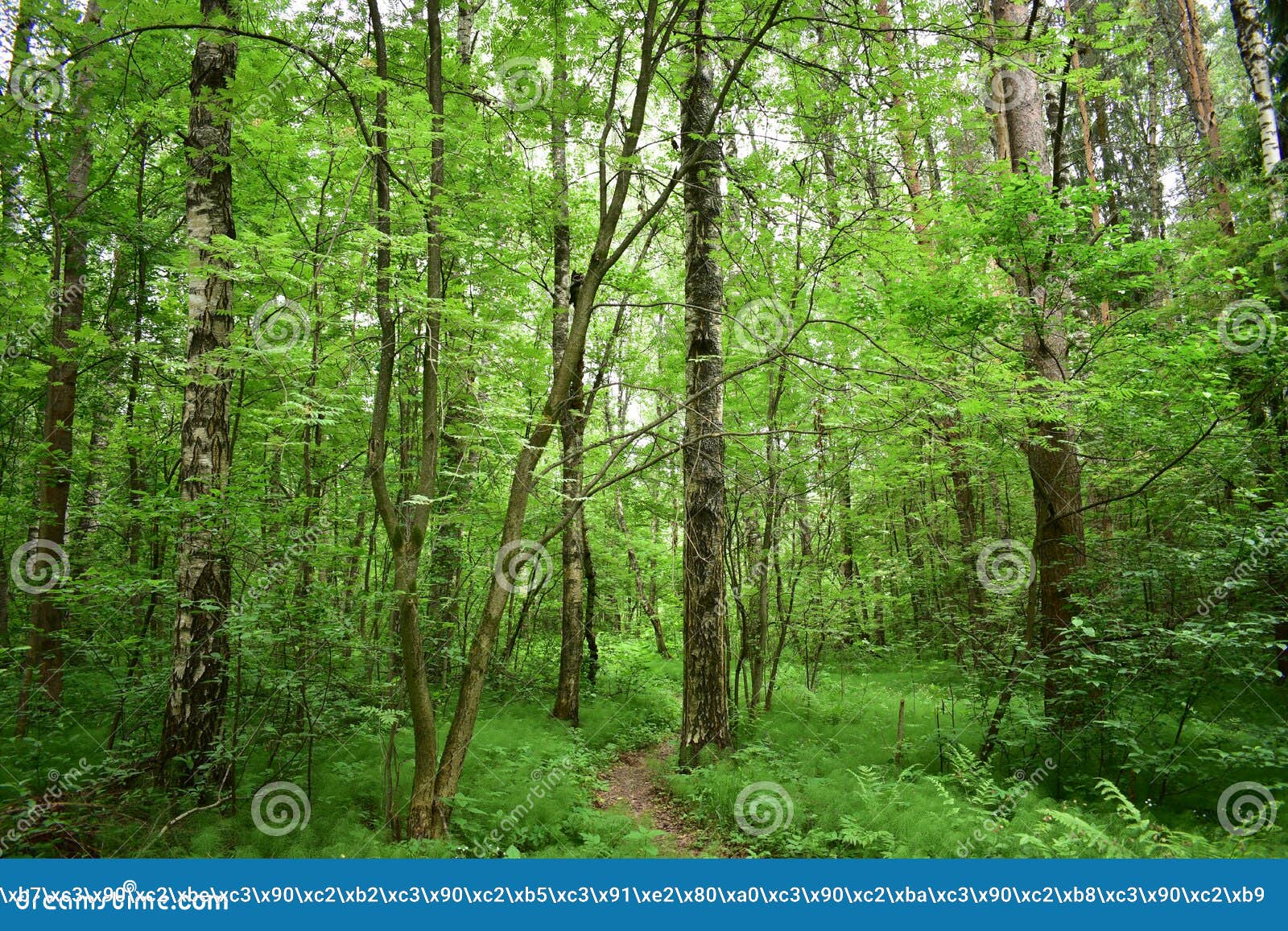 The Path in the Thick of the Forest Trees are Decorated with Foliage ...