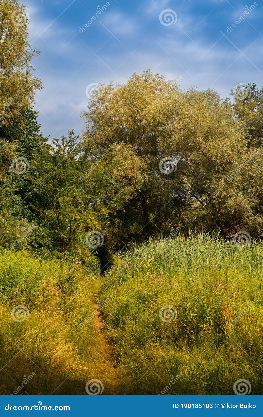 A Path in the Thickets of Reeds and Grass that Goes into the Forest ...
