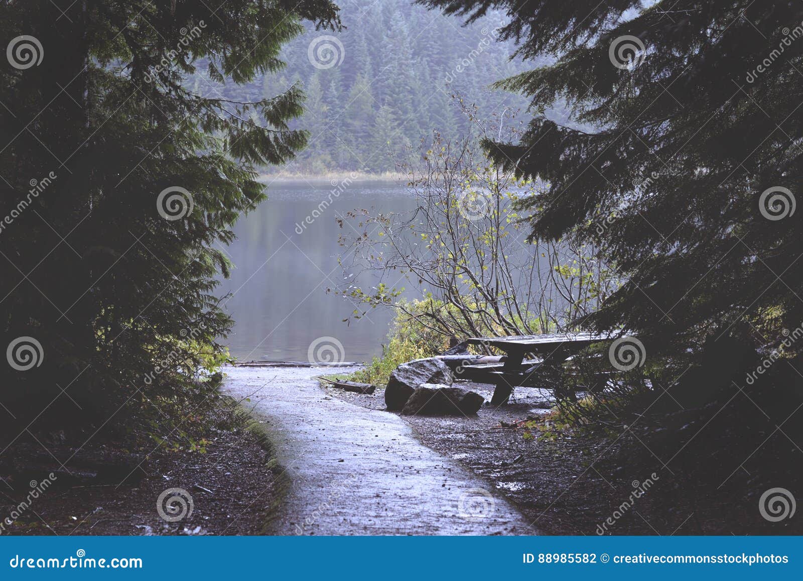 Path Though Trees To Lake Picture. Image: 88985582