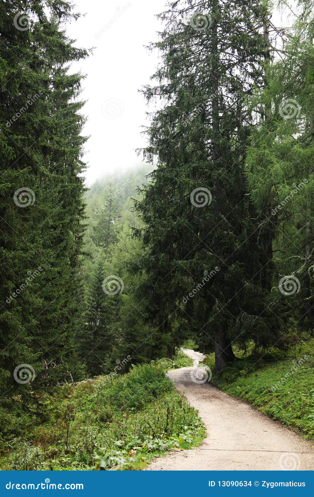 Path throught forest stock photo. Image of happy, hill - 13090634