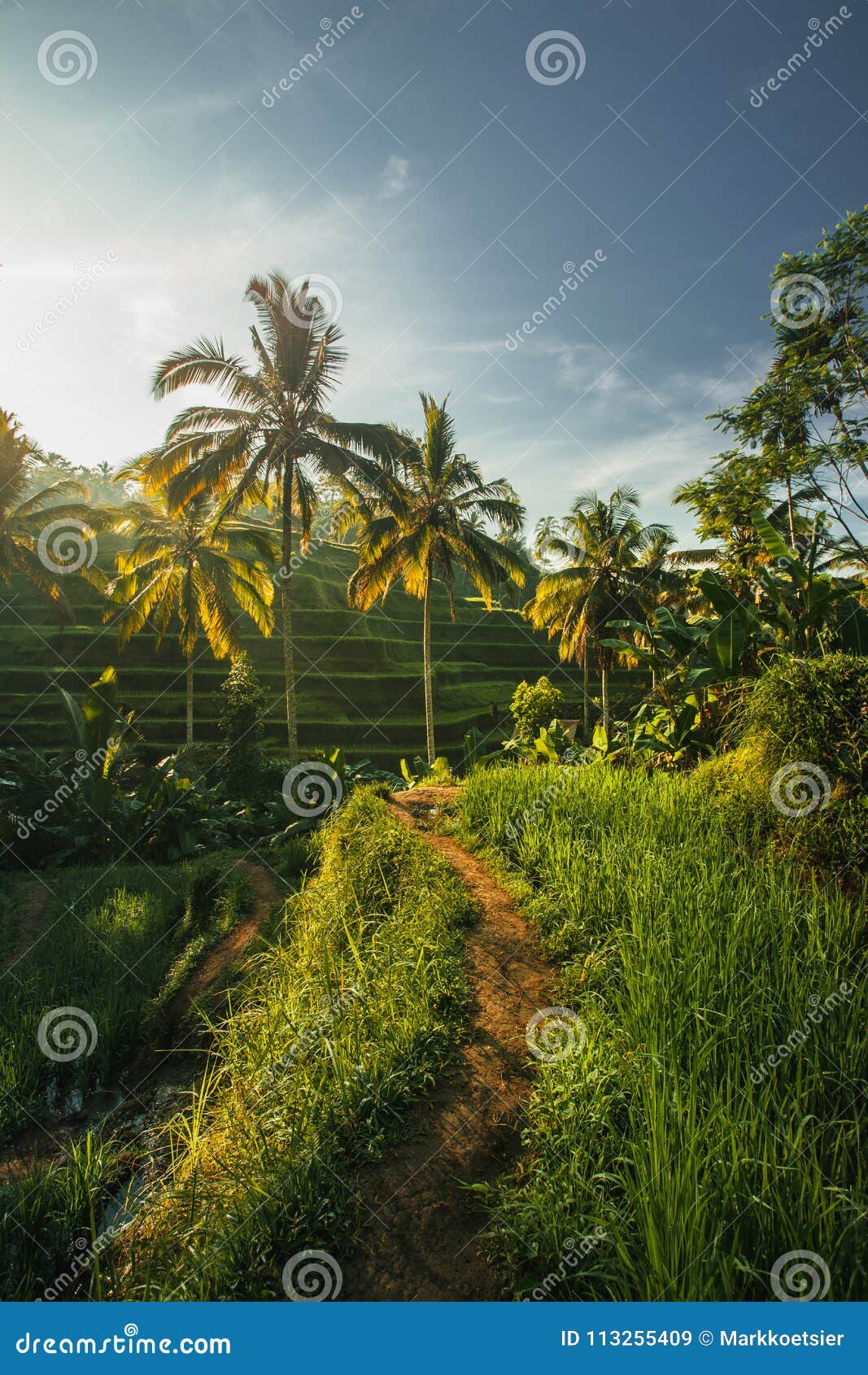 Path Throught Indonesian Rice Fields Stock Image - Image of farm ...