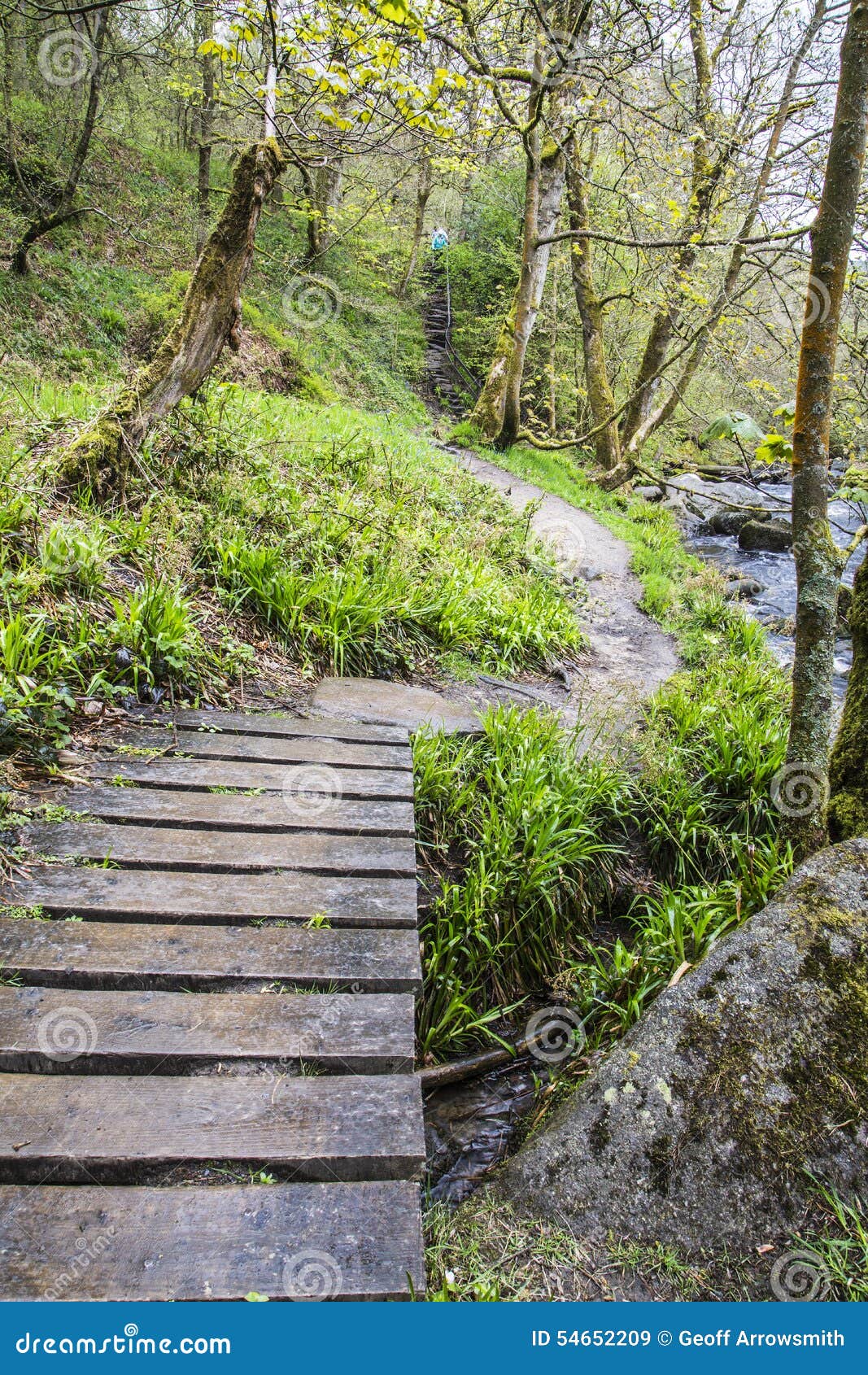 Path throught the woods stock image. Image of river, lichen - 54652209