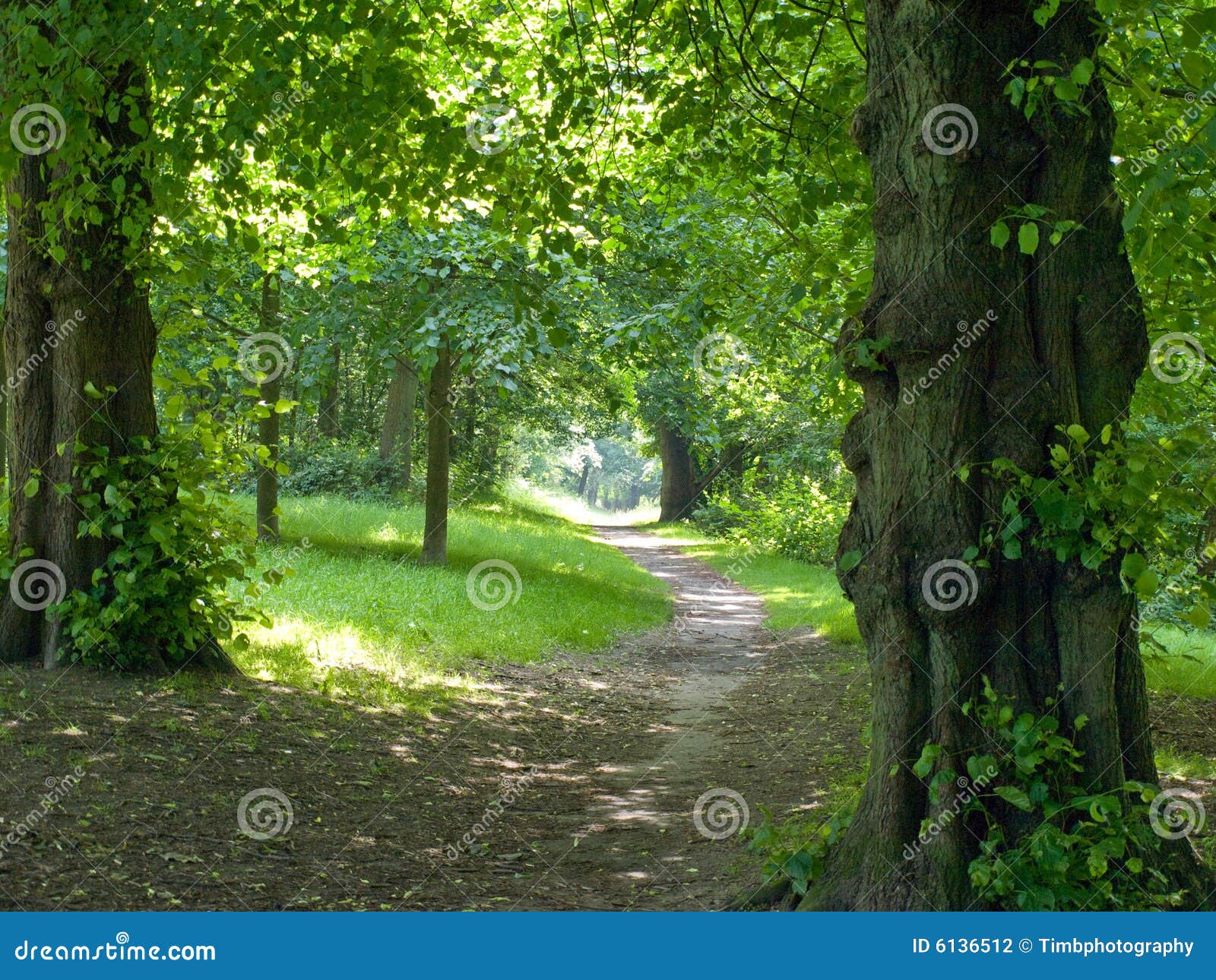 A Path With Trees On The Side Of A Mountain Royalty-Free Stock ...