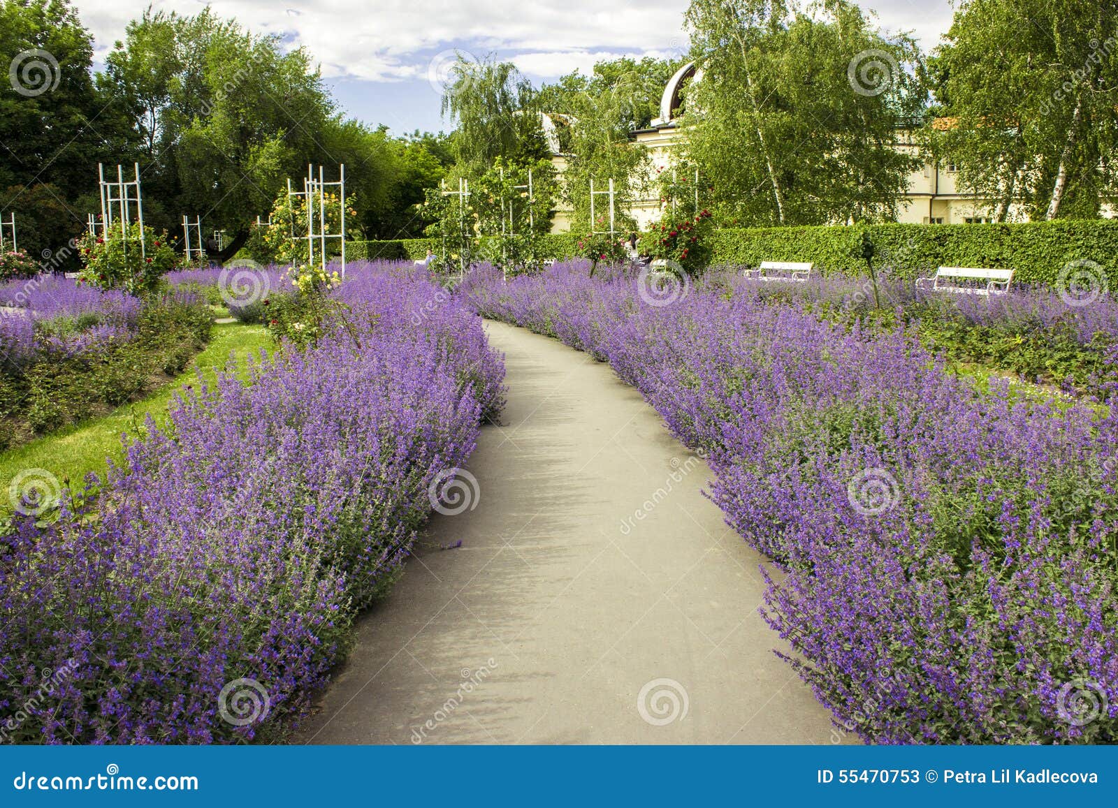 Path throw the purple park stock image. Image of nature - 55470753