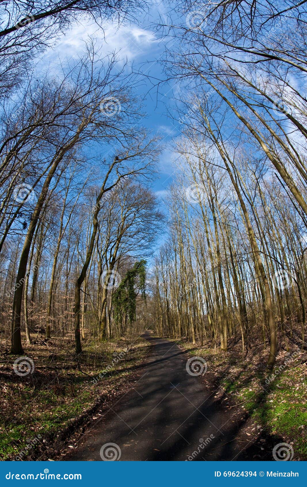 Path Thru Wood and Spring Tree Crowns on Deep Blue Sky Stock Photo ...
