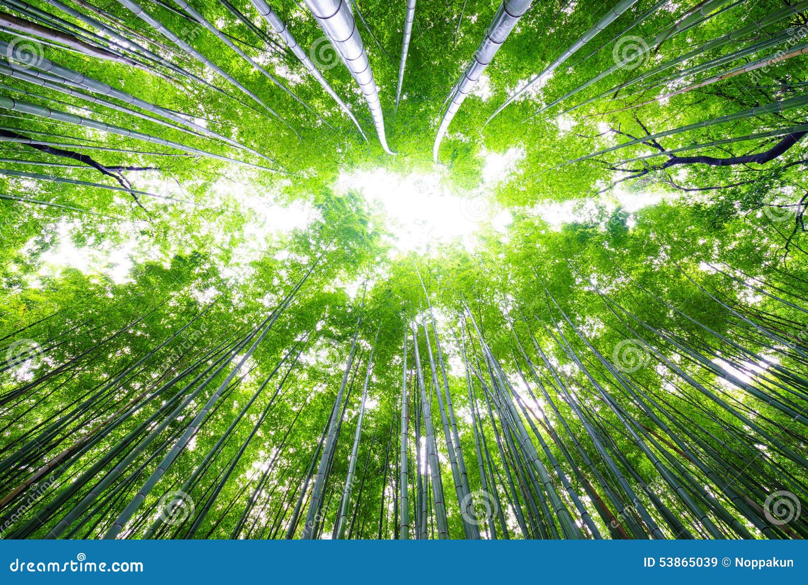 Path To Bamboo Forest, Arashiyama, Kyoto, Japan Stock Image - Image of ...