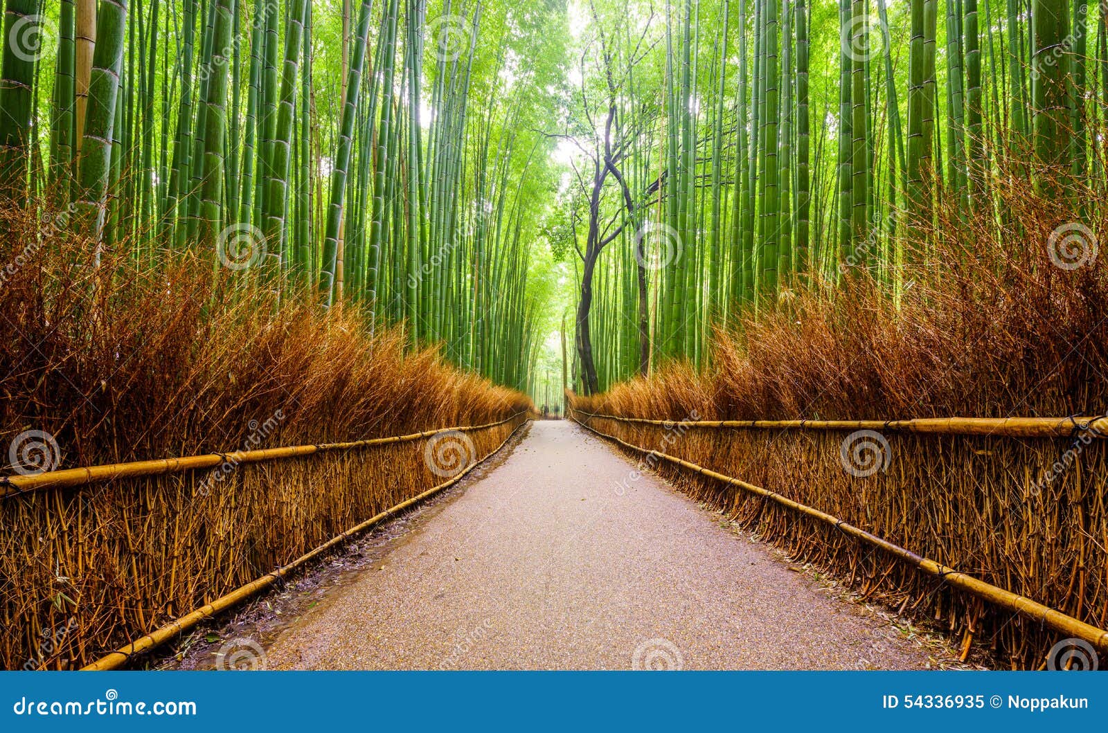 Path To Bamboo Forest, Arashiyama, Kyoto, Japan Stock Image - Image of ...