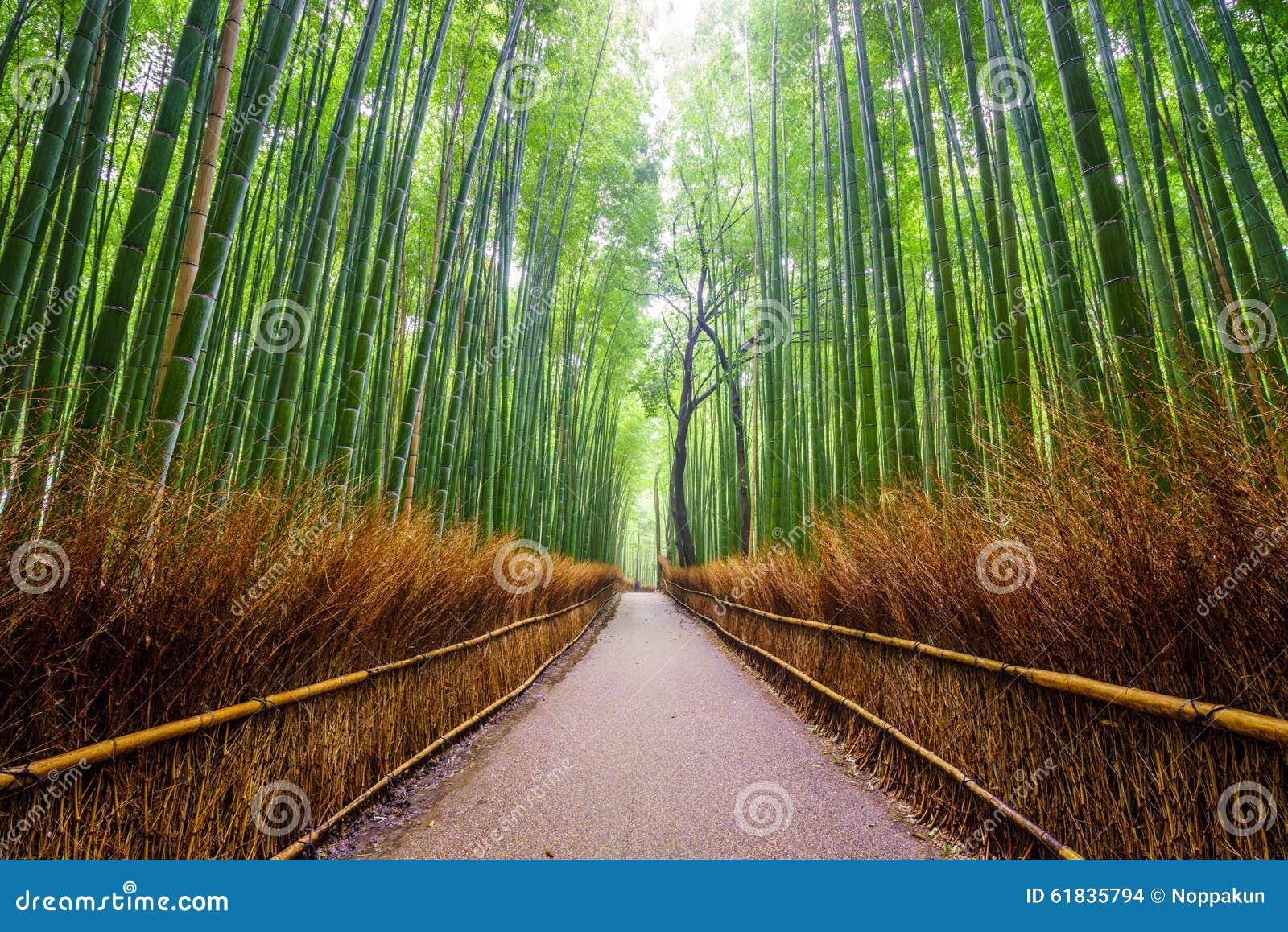 Path To Bamboo Forest, Arashiyama, Kyoto, Japan Stock Photo - Image of ...