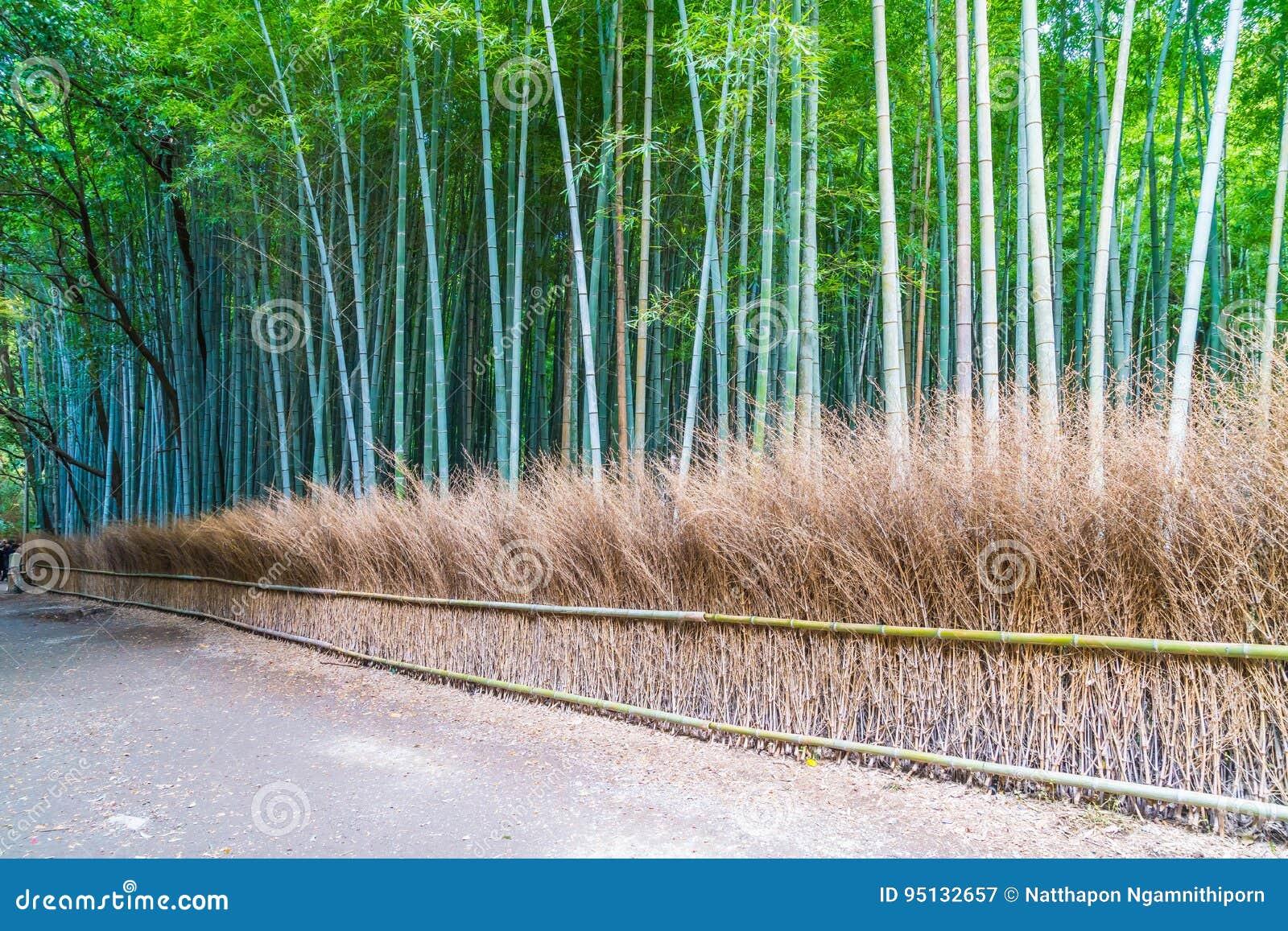 Path To Bamboo Forest at Arashiyama in Kyoto. Stock Image - Image of ...