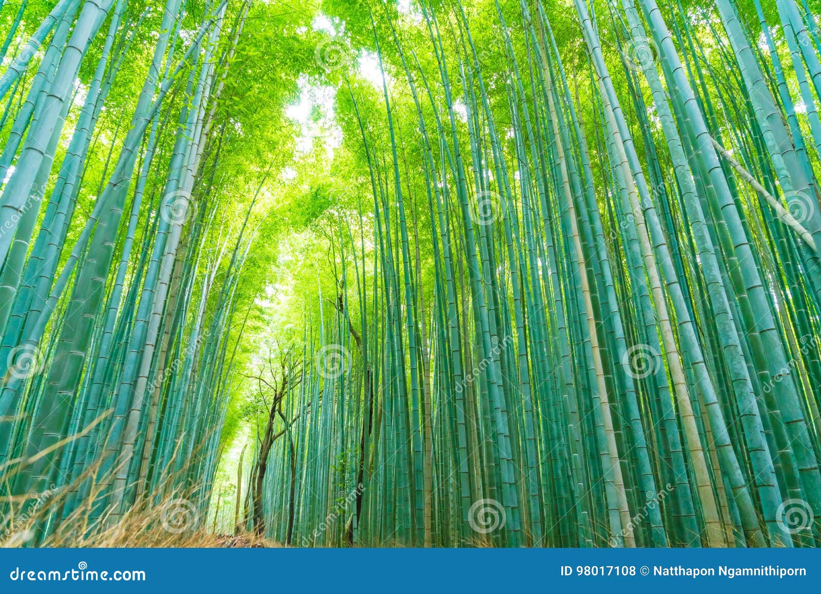 Path To Bamboo Forest at Arashiyama in Kyoto. Stock Photo - Image of ...