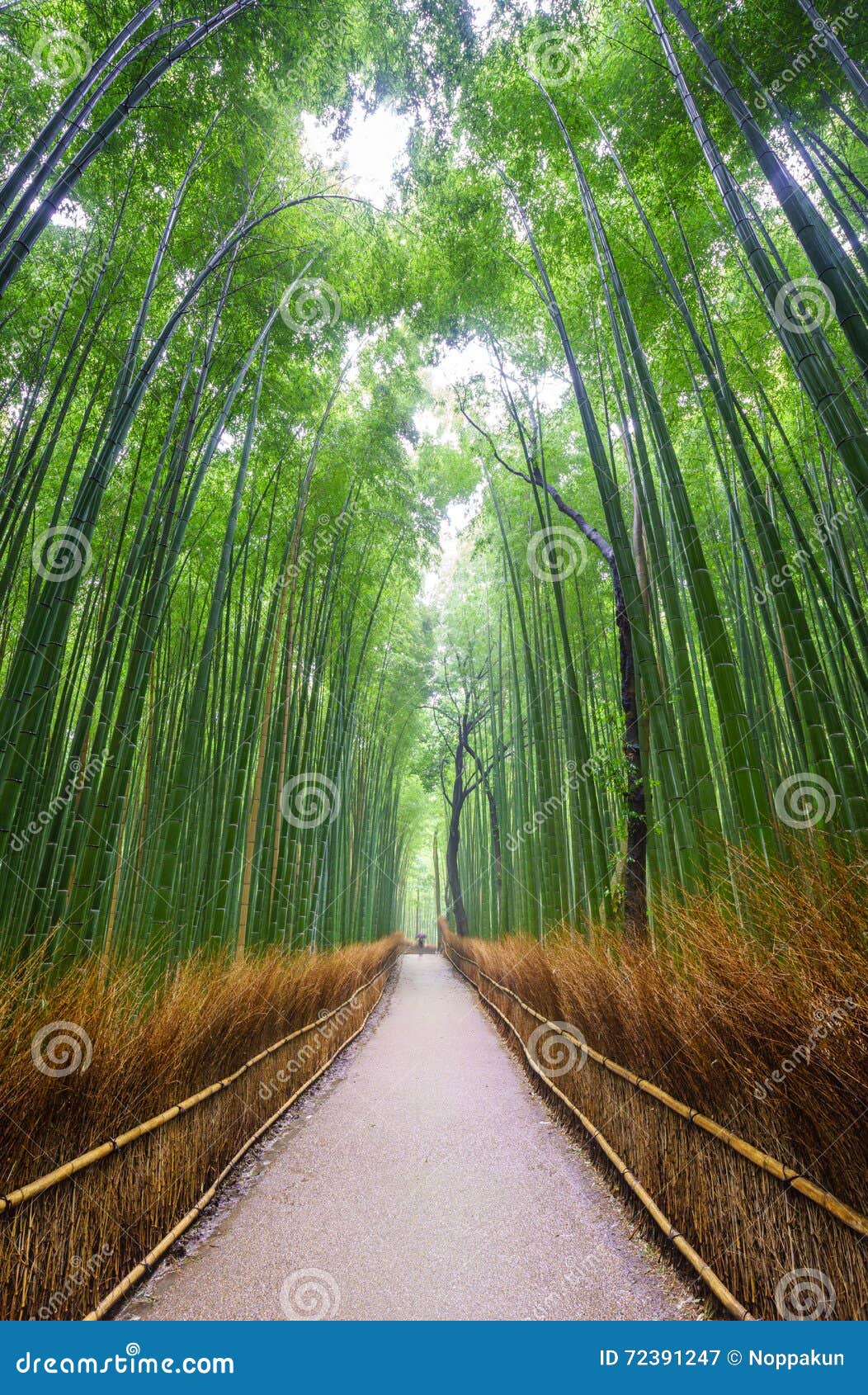 Path To Bamboo Forest, Kyoto, Japan Stock Image - Image of environment ...