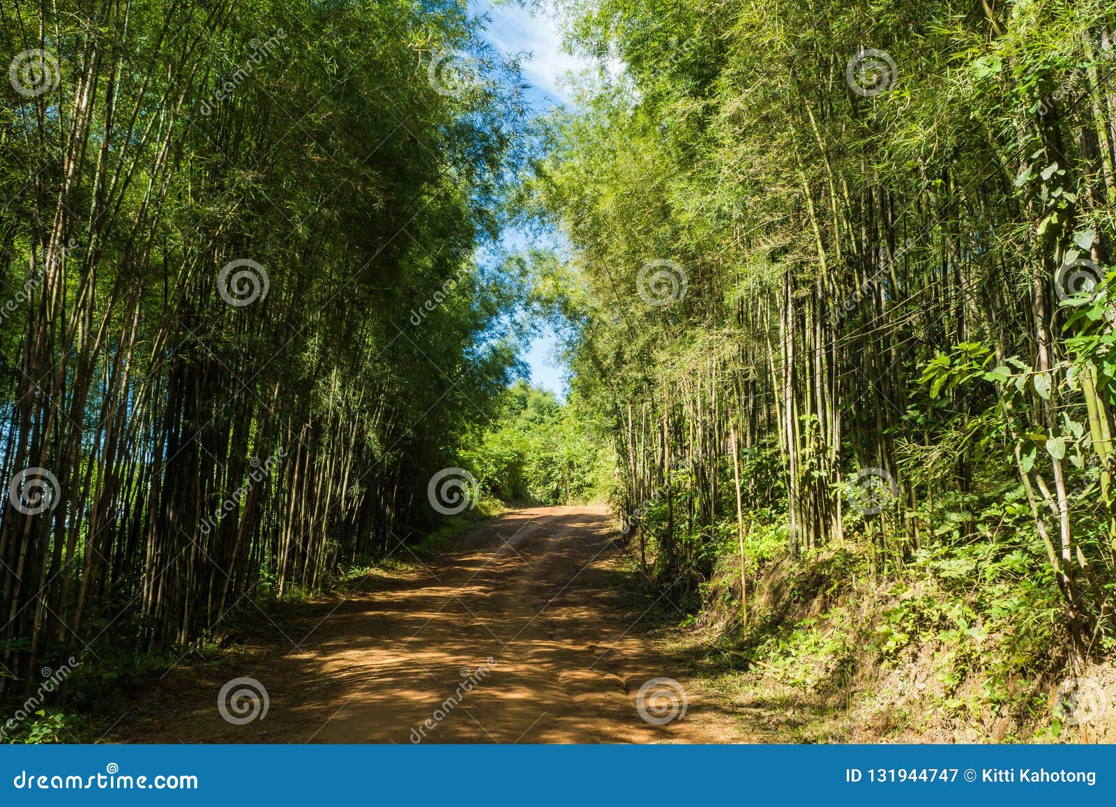 Path To Bamboo Forest , Walkway Stock Image - Image of bamboo, foliage ...