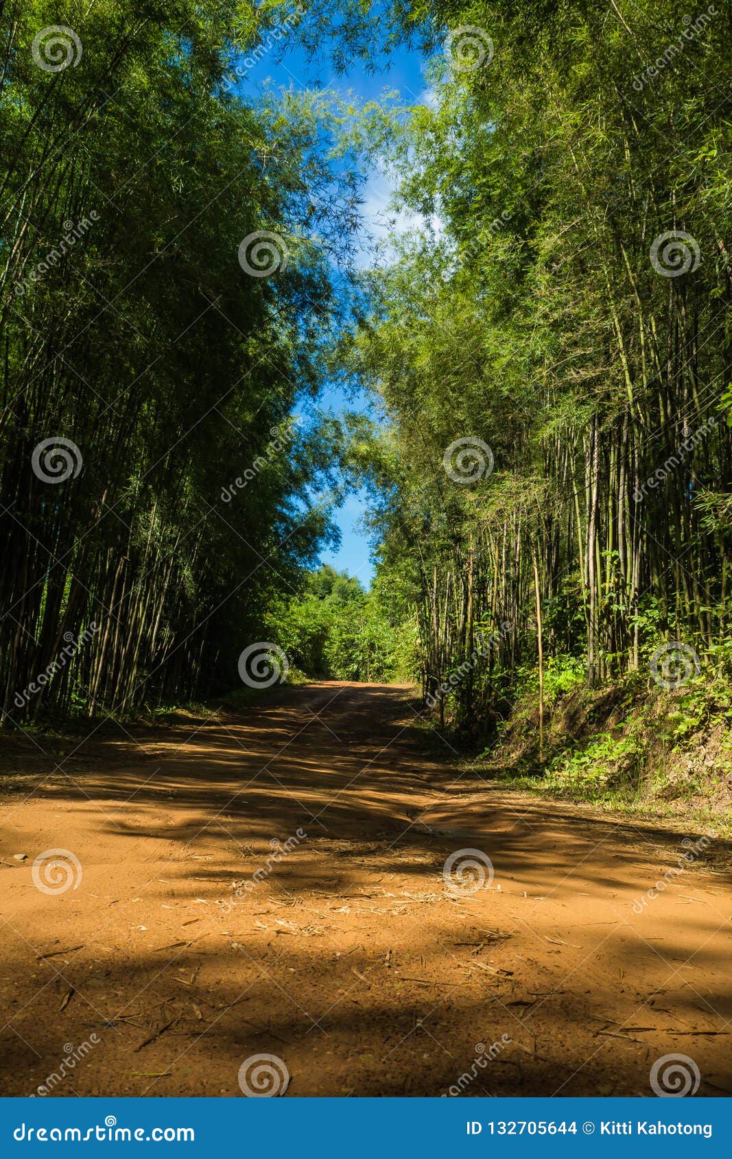 Path To Bamboo Forest , Walkway Stock Photo - Image of tree, walkway ...