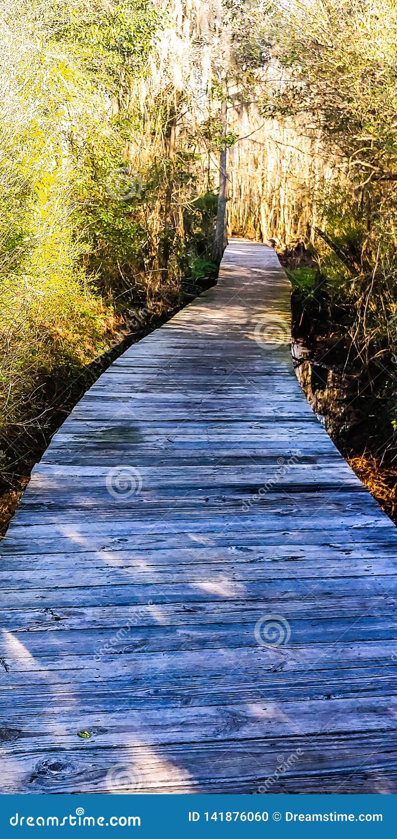 Path to the bay stock photo. Image of plants, beautiful - 141876060