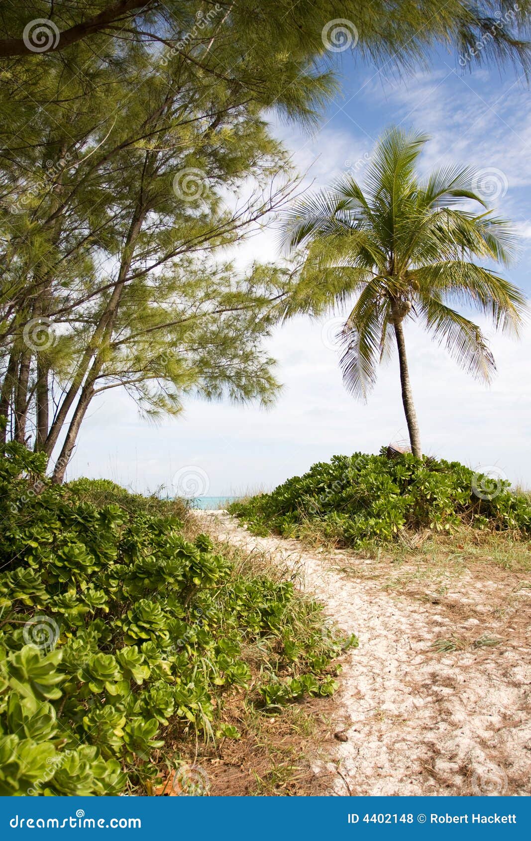 Path to beach stock photo. Image of white, blue, sandy - 4402148