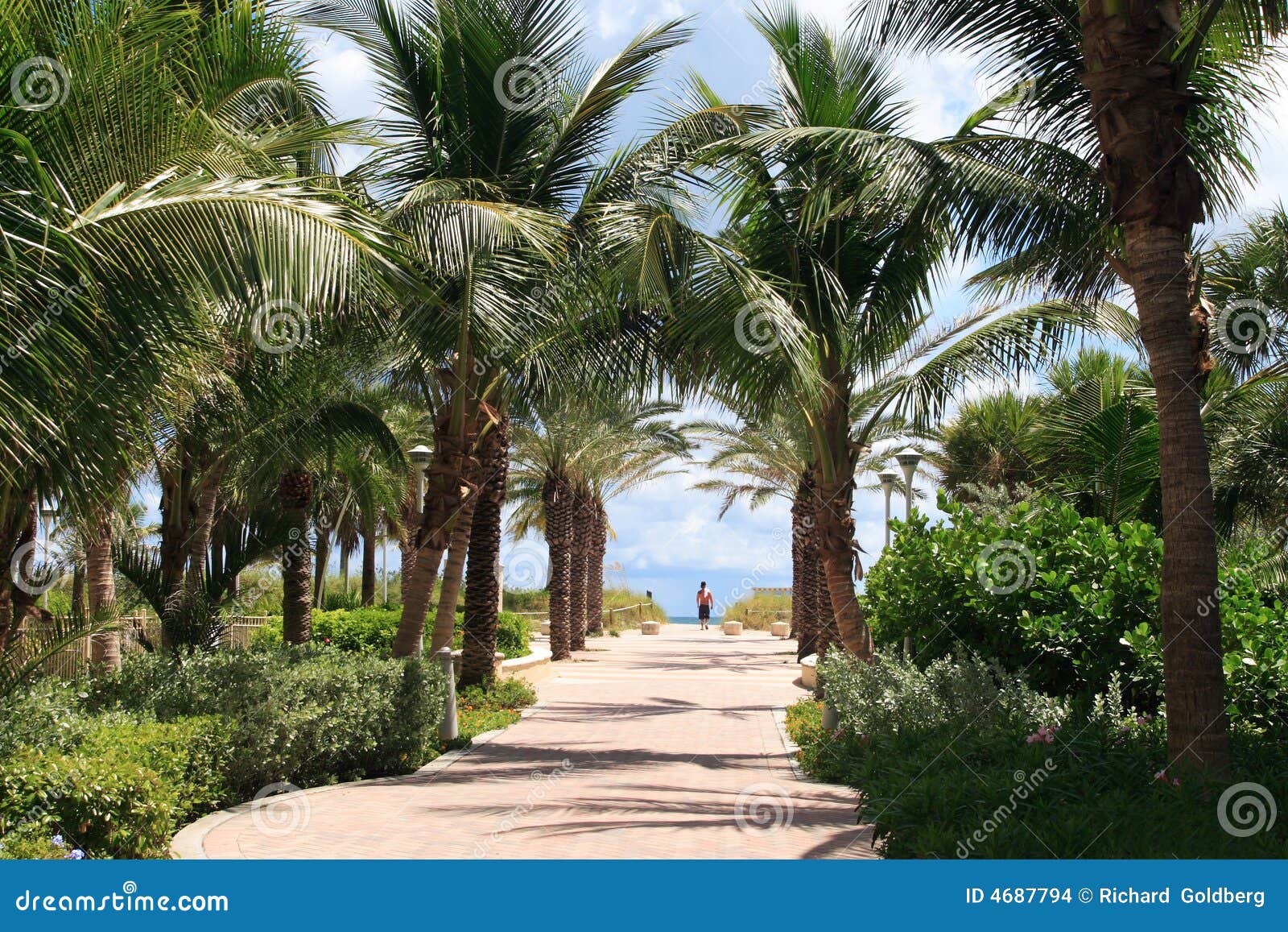 Path to Beach stock photo. Image of clouds, leaves, sunshine - 4687794