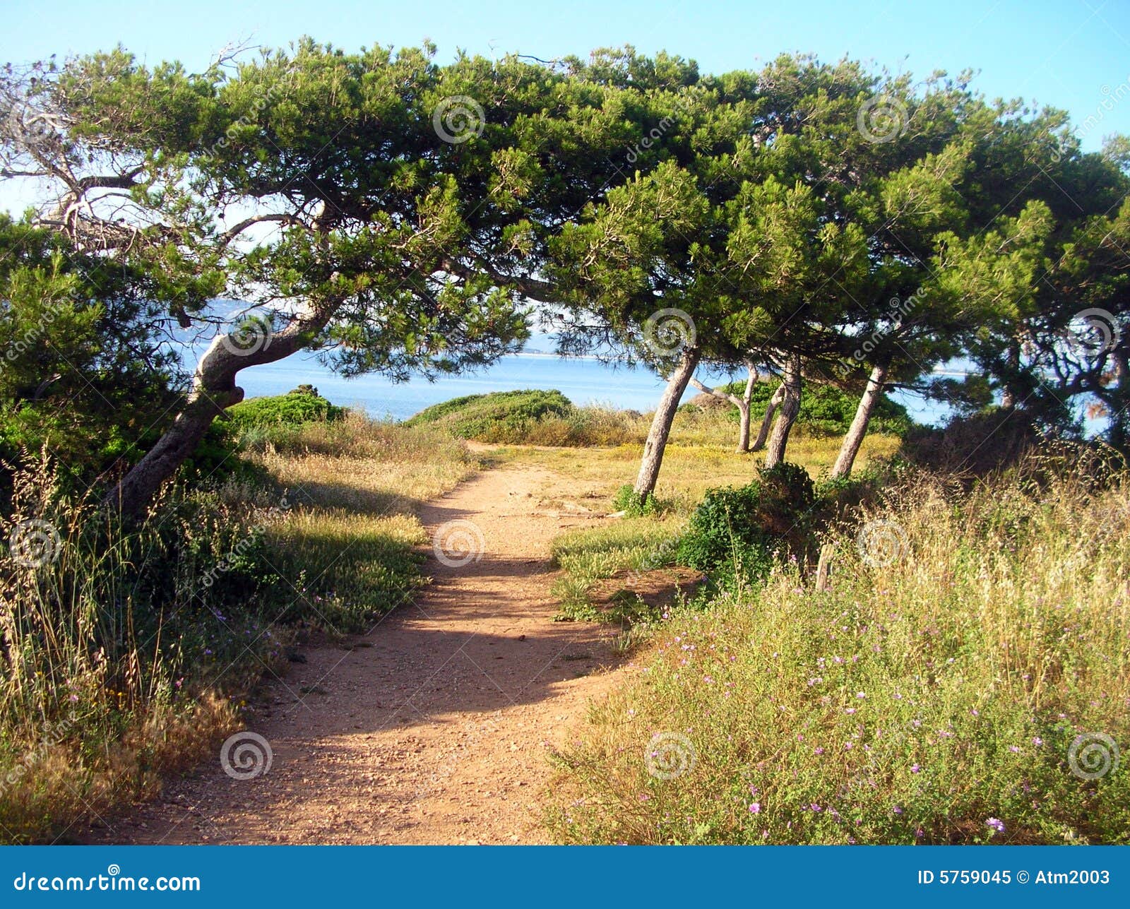 Path to the beach stock image. Image of dunes, branches - 5759045