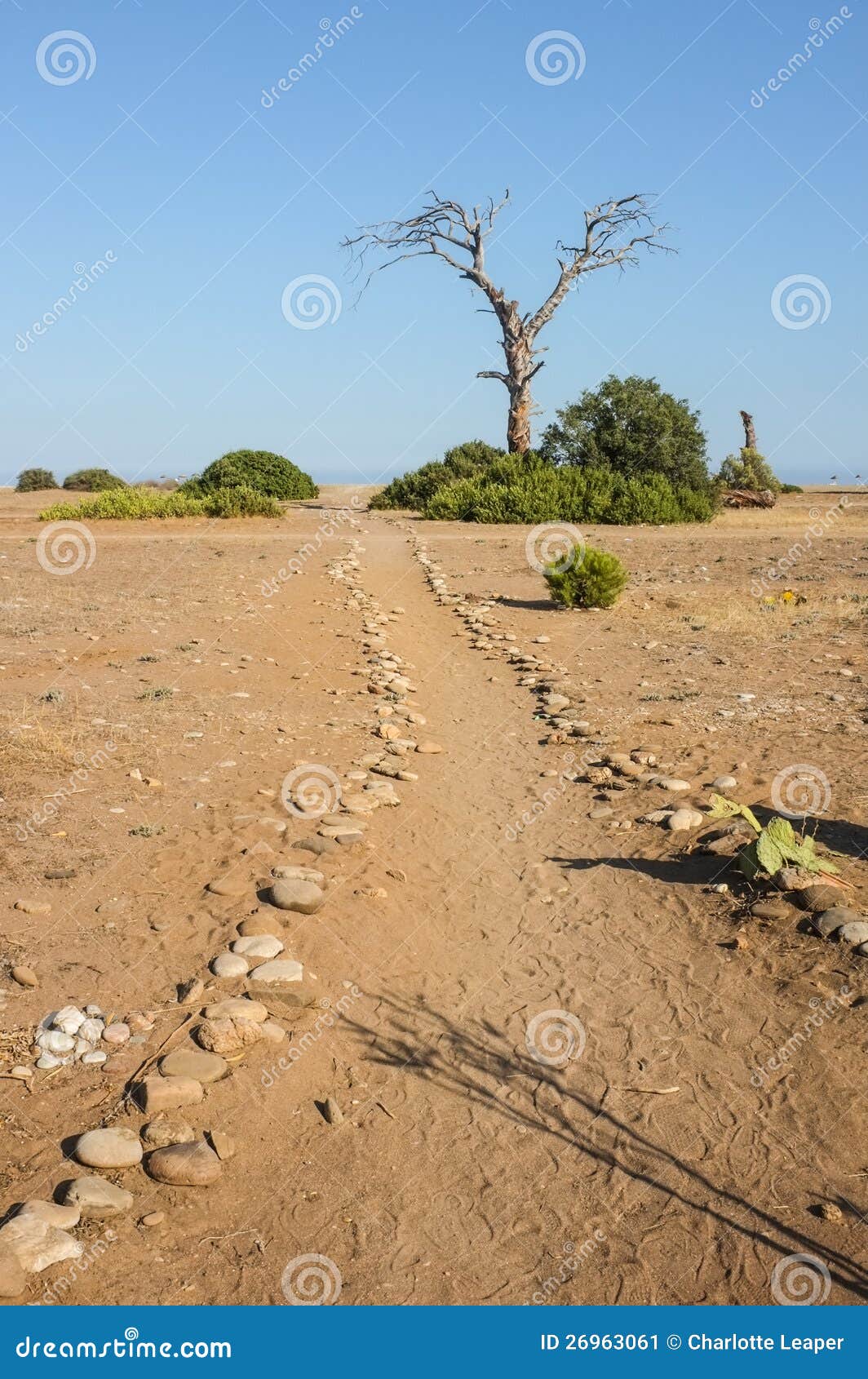 Path To the Beach, with Dead Tree Stock Image - Image of turkey, sandy ...