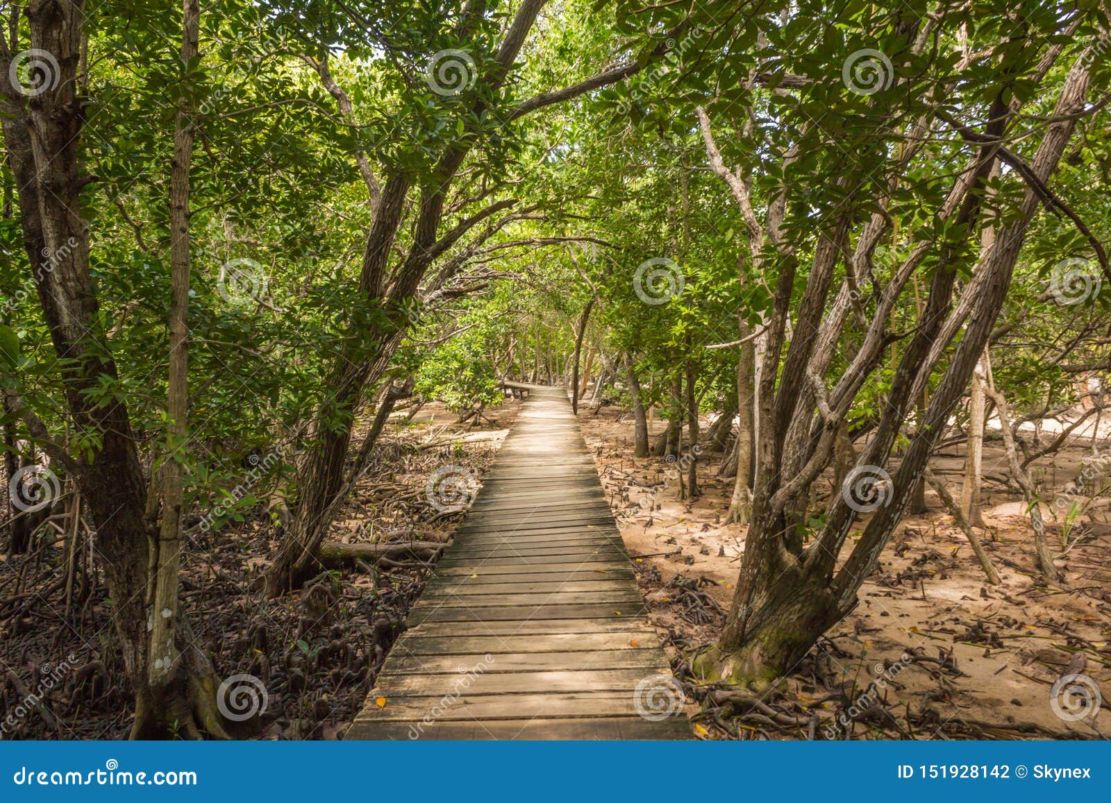 Path To the Beach through Mangrove Forest Stock Photo - Image of green ...