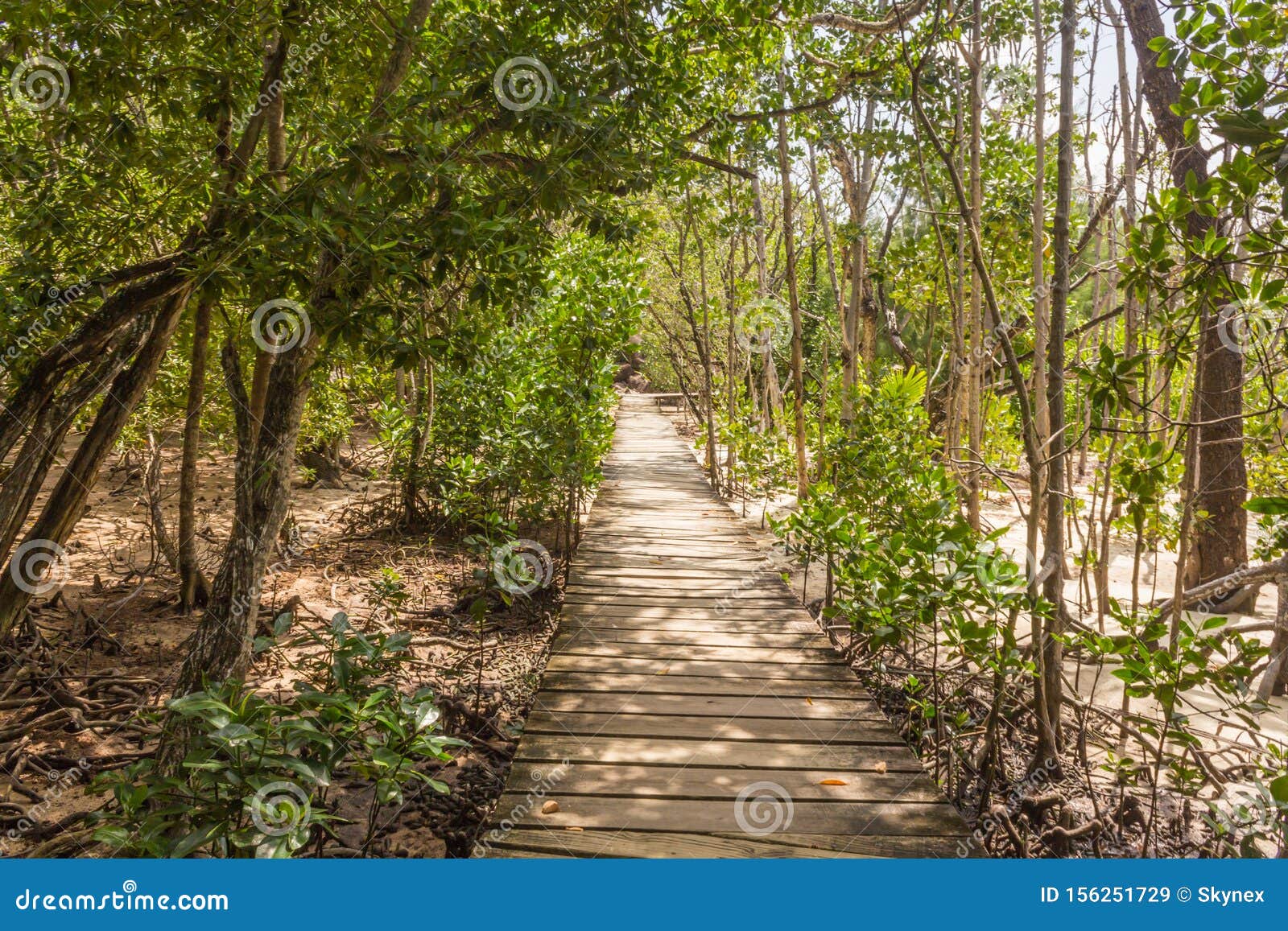 Path To the Beach through Mangrove Forest Stock Image - Image of scenic ...