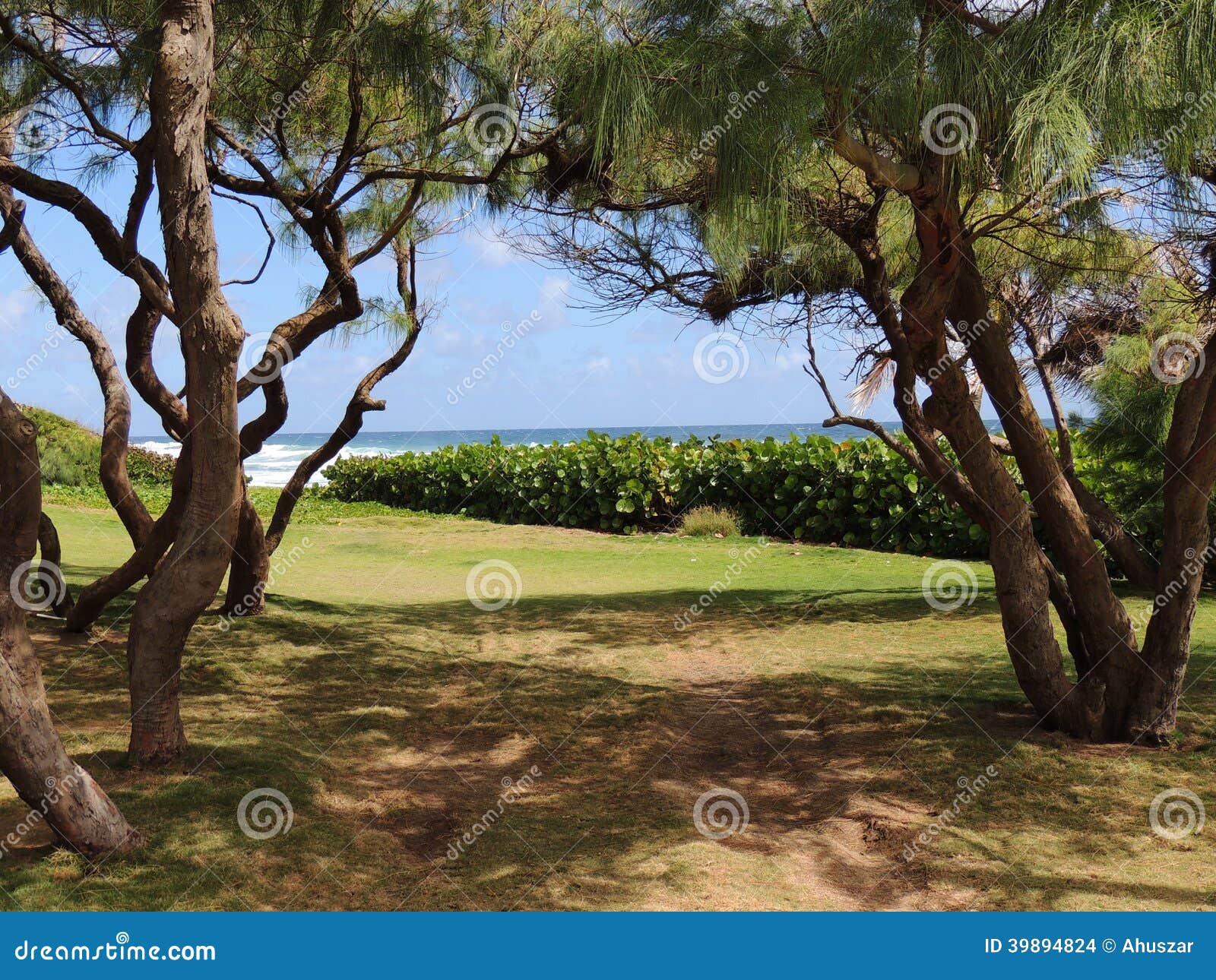 Path to beach stock photo. Image of nature, water, surf - 39894824