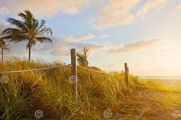Path To The Beach With Sea Oats Grass Dunes At Sunrise Or Sunset In