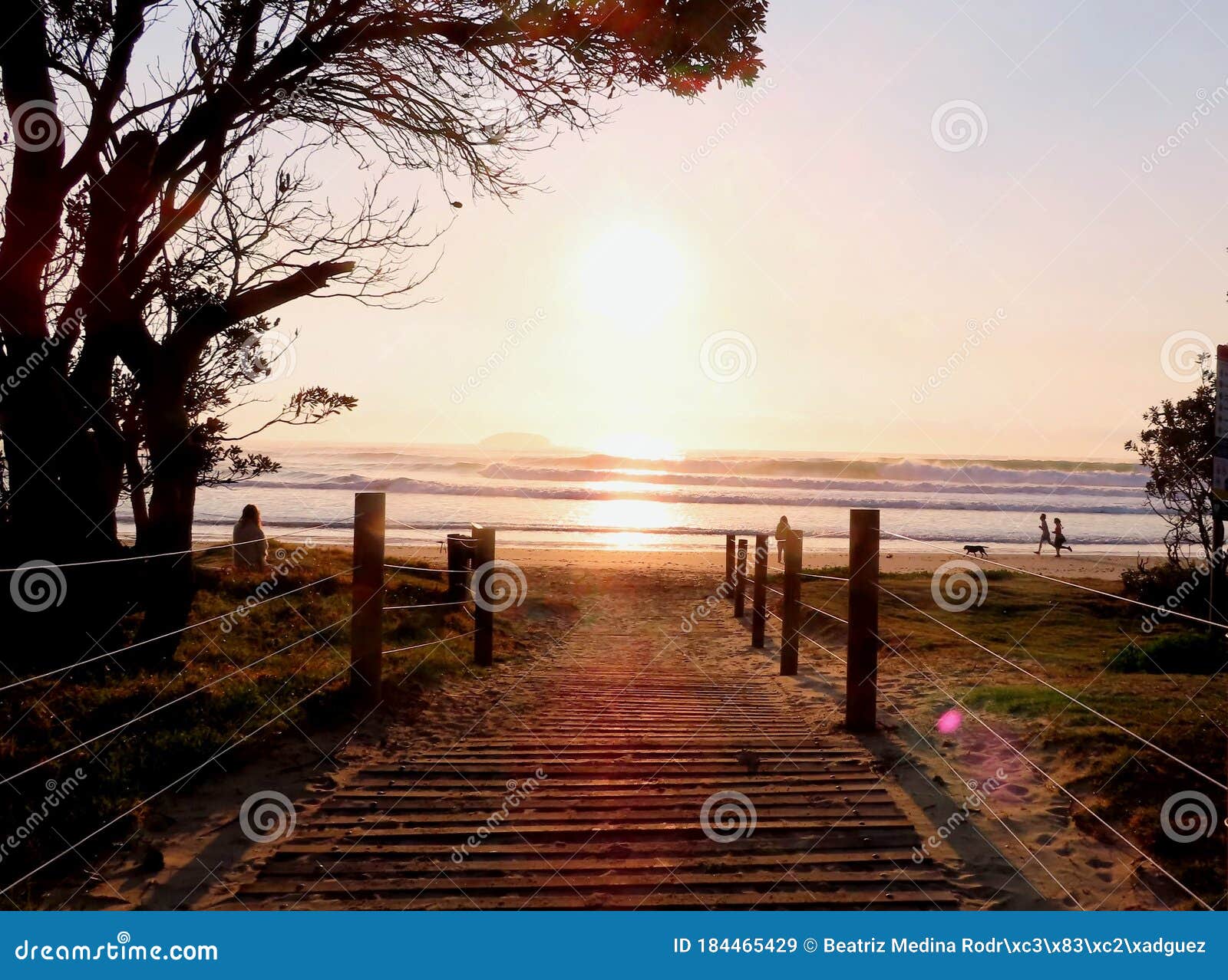 Path To the Beach during Sunset Stock Image - Image of animal, cranks ...