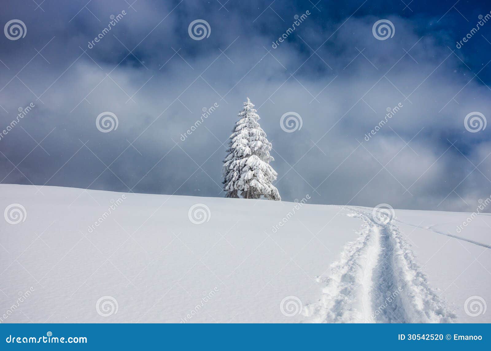 Path To Christmas Tree in Winter Stock Photo - Image of blue, snow ...