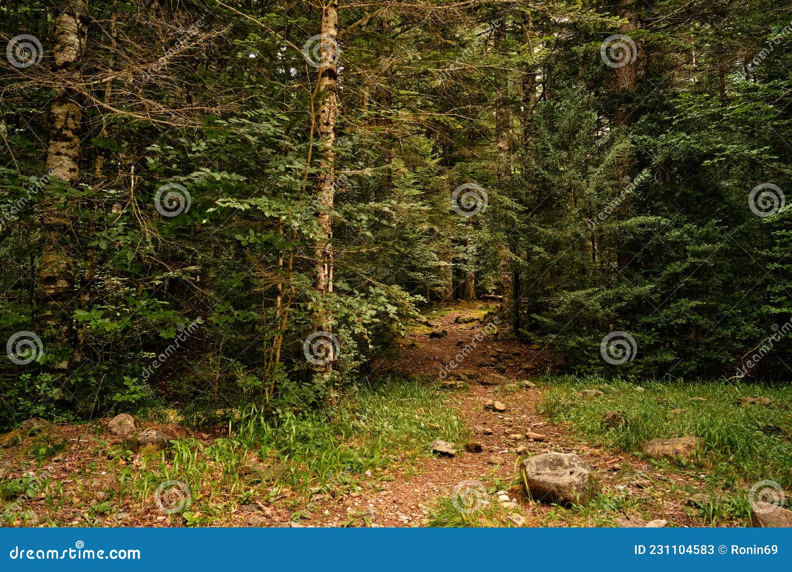Path To the Coniferous Forest Stock Image - Image of green, mist: 231104583