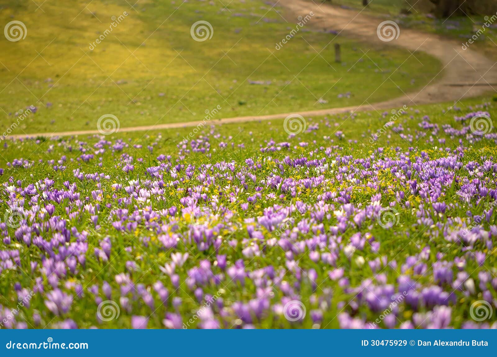 The Path To a Crocus Meadow Stock Image - Image of grow, beautiful ...