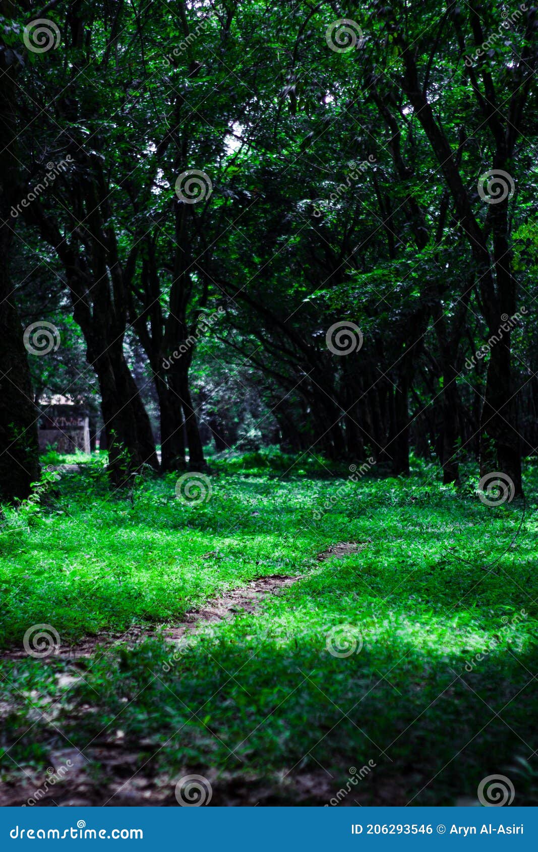 A path to darkness stock photo. Image of darkness, menuju - 206293546