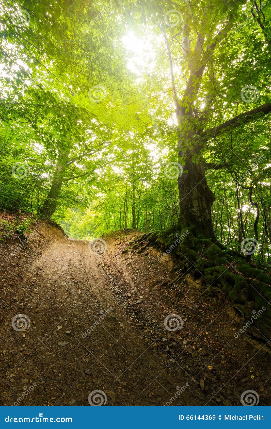 Path in To Deep Ancient Forest Stock Image - Image of beauty, adventure ...