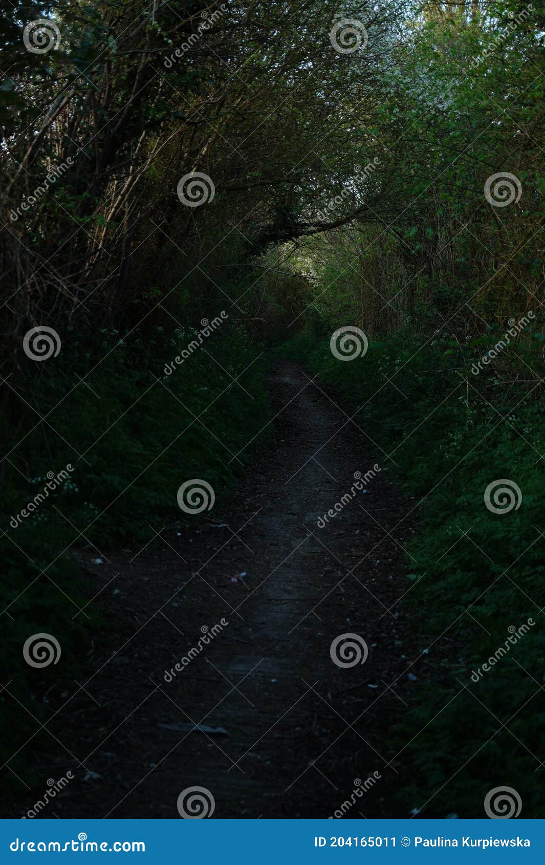 Path To Fields Surrounded by Tree Stock Image - Image of colourful ...