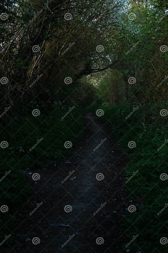 Path To Fields Surrounded by Tree Stock Image - Image of colourful ...