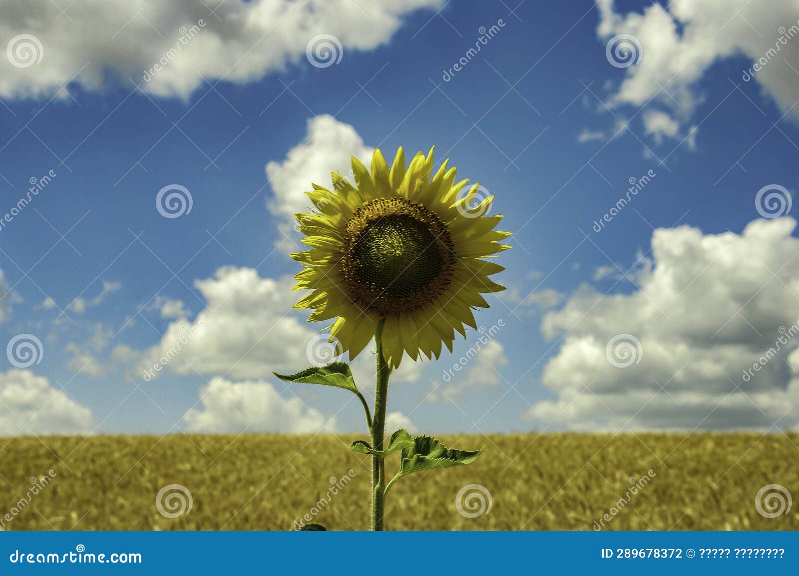 Path to freedom stock photo. Image of cloud, sunlight - 289678372