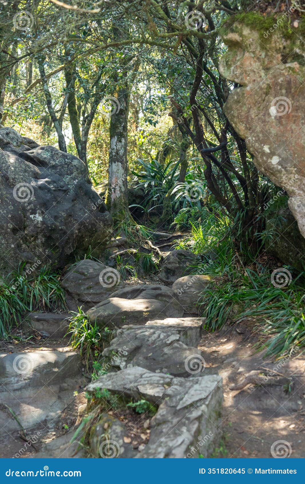 Rain Forrest Vegetation Detail, Growing Leaves Connecting To The Each Other Royalty-Free Stock ...