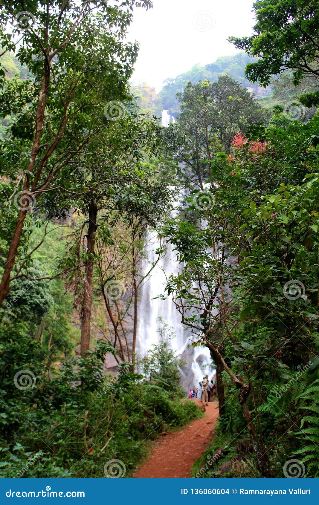 Hebbe Water Falls, Chikmagalur, Trees, Path Stock Photo - Image of ...