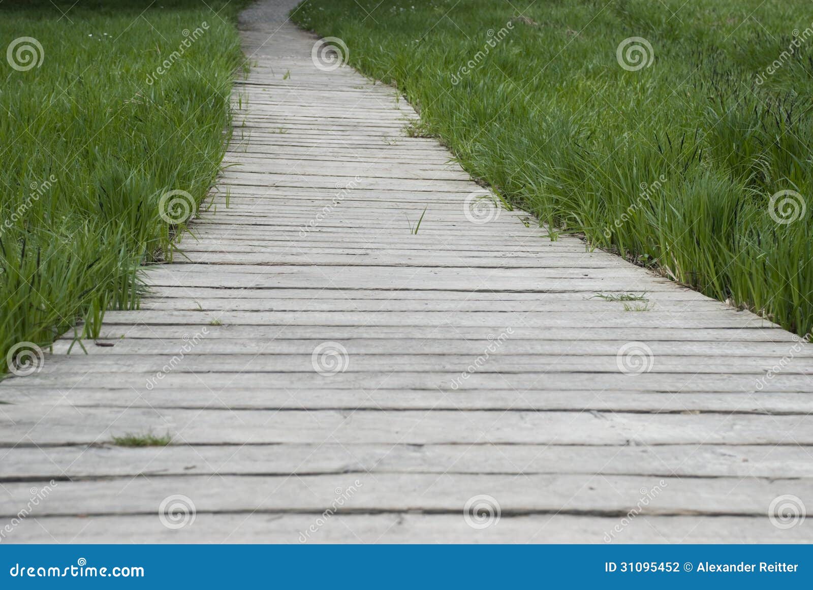 Path to infinity stock photo. Image of grass, wooden - 31095452
