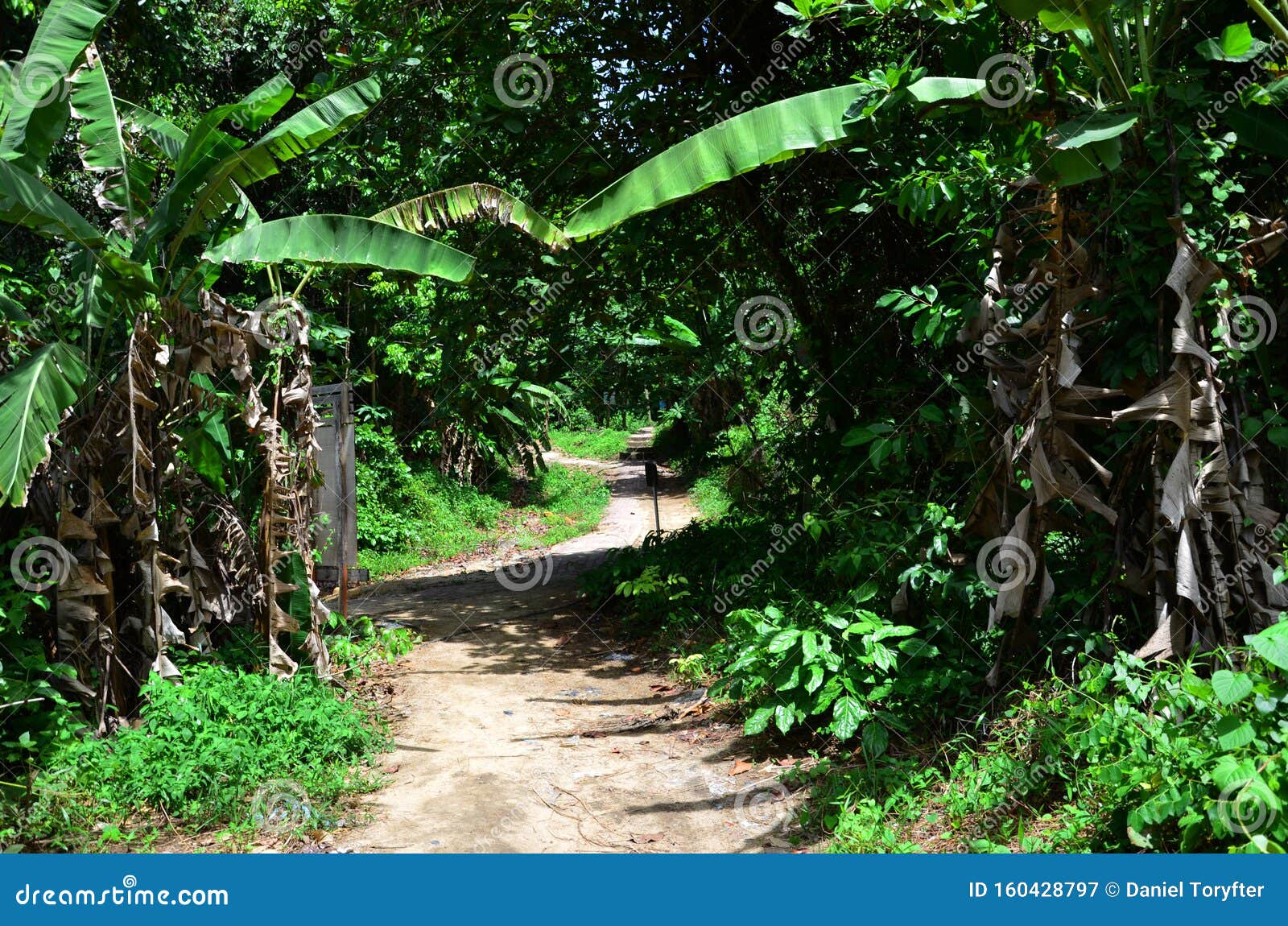 Path To Jungle Stock Photos - Download 2,993 Royalty Free Photos