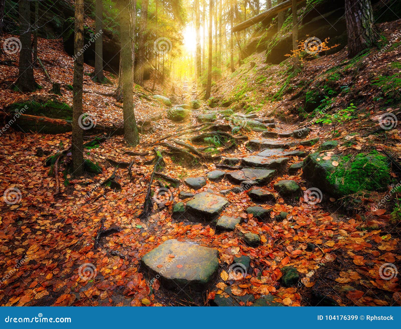 A path to the light stock image. Image of elbe, mill - 104176399