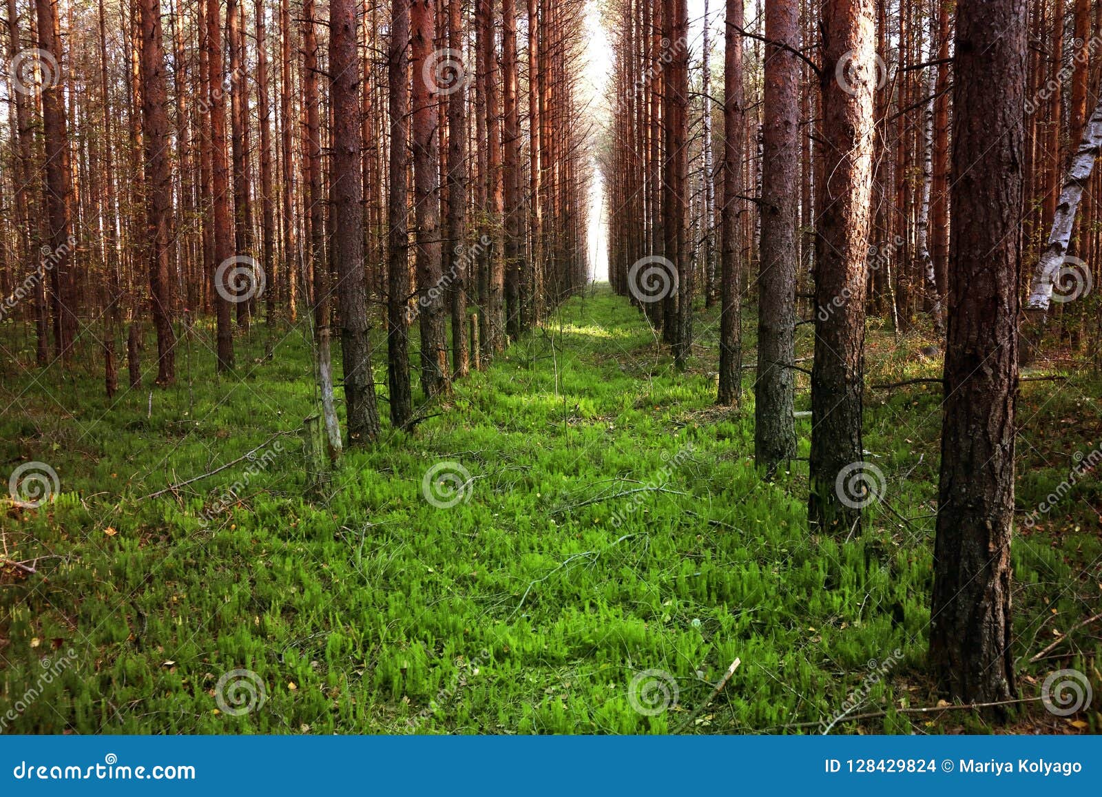 Path To Light through a Red Pine on the Green Grass. Stock Photo ...