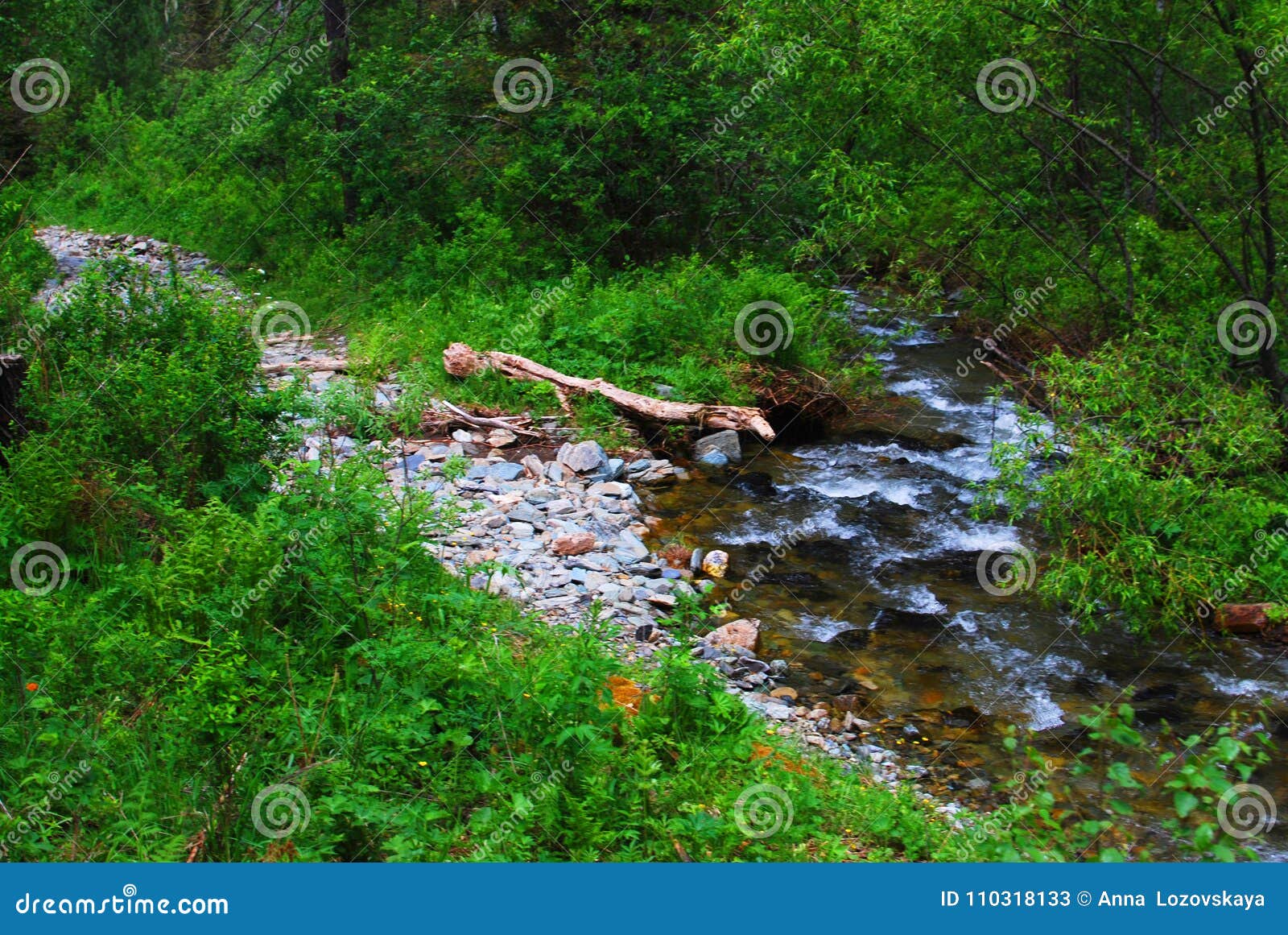 A Path To a Mountain River in a Forest Stock Image - Image of beautiful ...