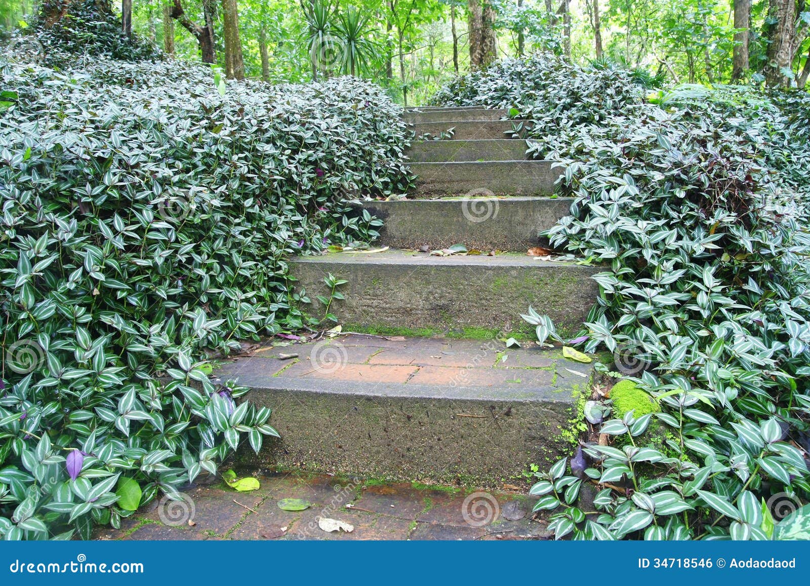 Path to nature forest stock photo. Image of architecture - 34718546