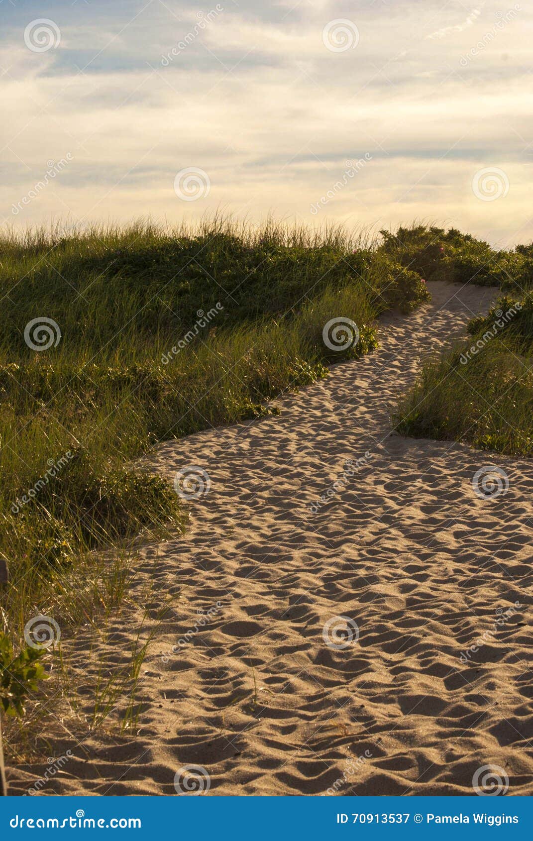 Path to the Ocean stock image. Image of path, brown, bottom - 70913537