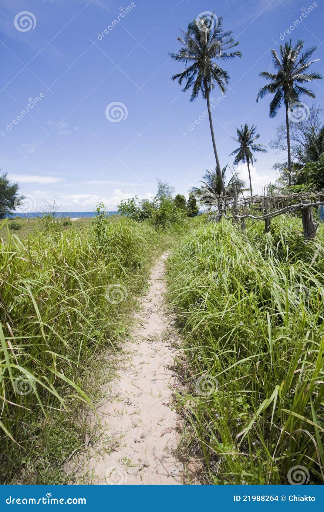 Path To the Palms in an Isle of Cambodia Stock Photo - Image of grass ...
