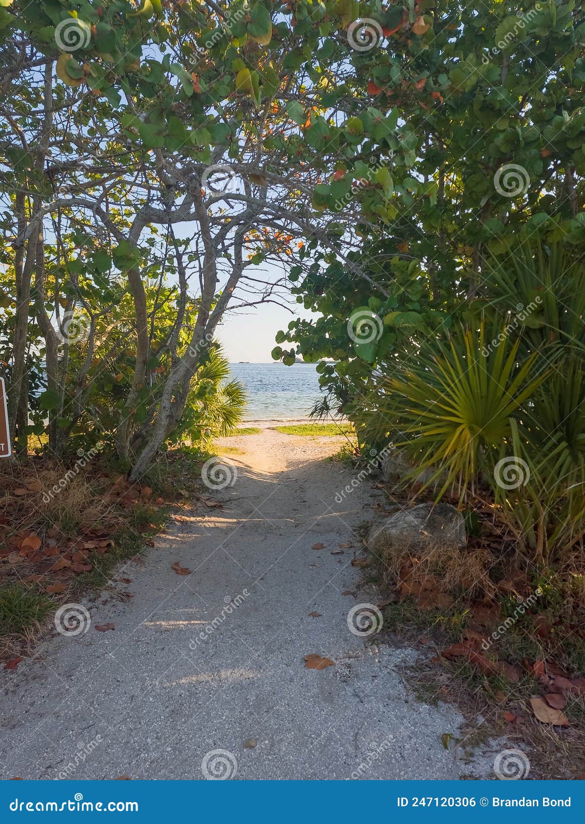 Path to Paradise stock photo. Image of road, forest - 247120306