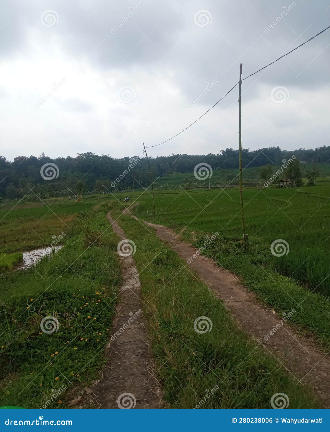 The Path To the Rice Fields Stock Photo - Image of path, rice: 280238006