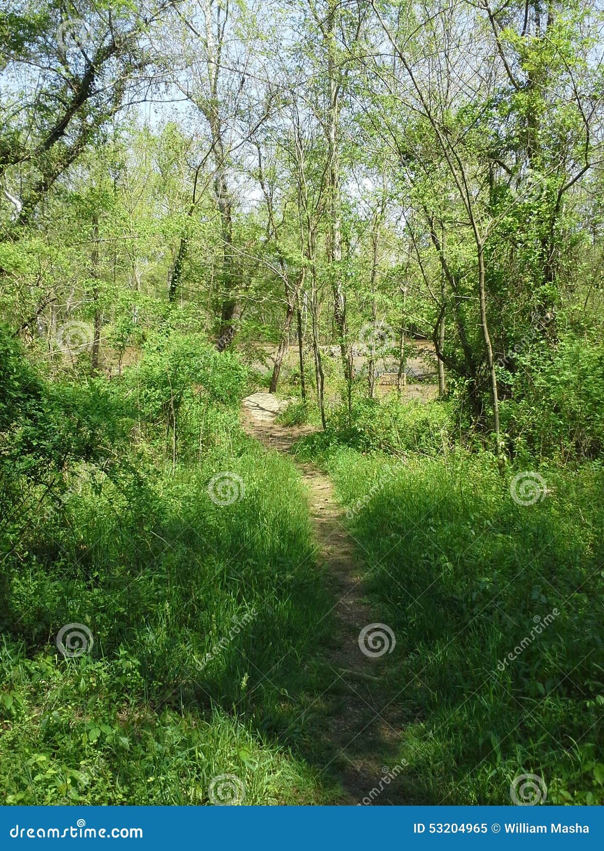 Path to the river stock image. Image of queen, woods - 53204965